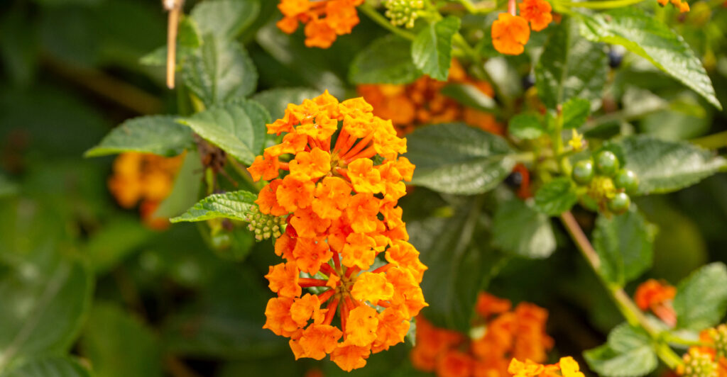 9 Orange Flowers That Thrive In Arizona's Intense Sun