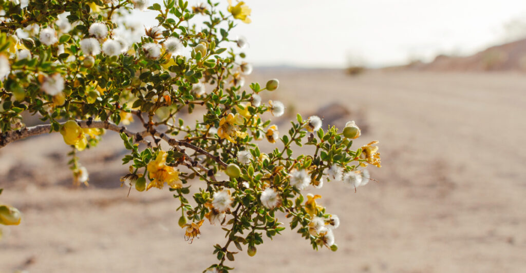 9 Water Wise Plants That Thrive In Arizona Without Extra Care