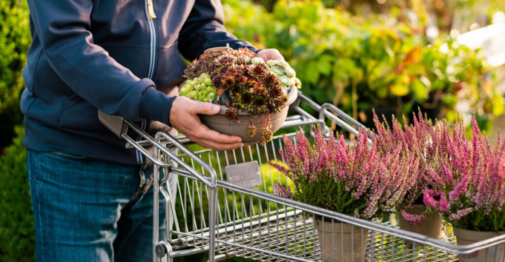 Always Check This Before Buying Plants In Florida