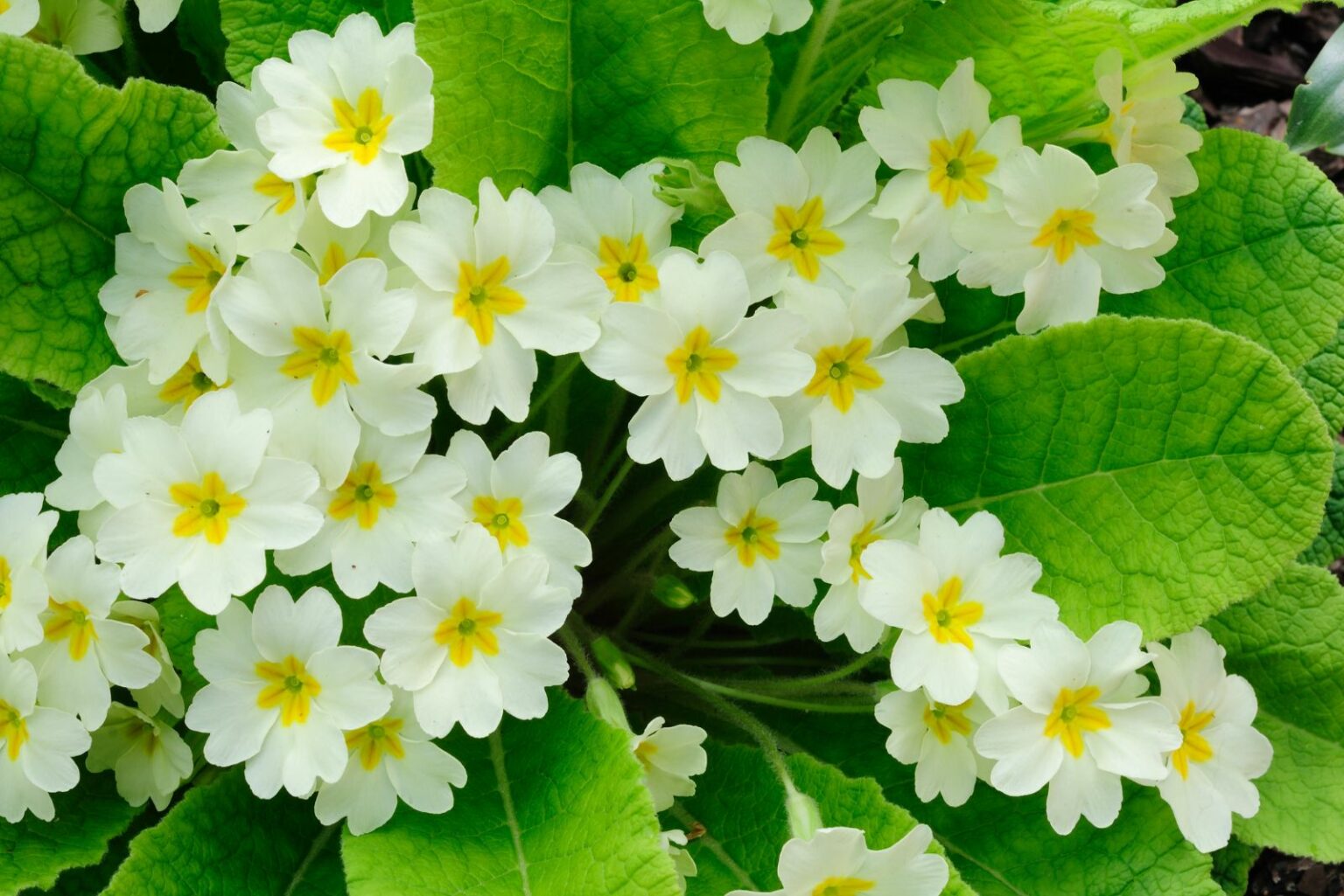 Best Early Spring Flowers North Carolina Gardeners Are Planting Now