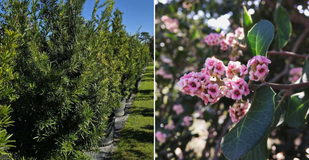The Fast-Growing Privacy Plants California Gardeners Are Planting Right Now
