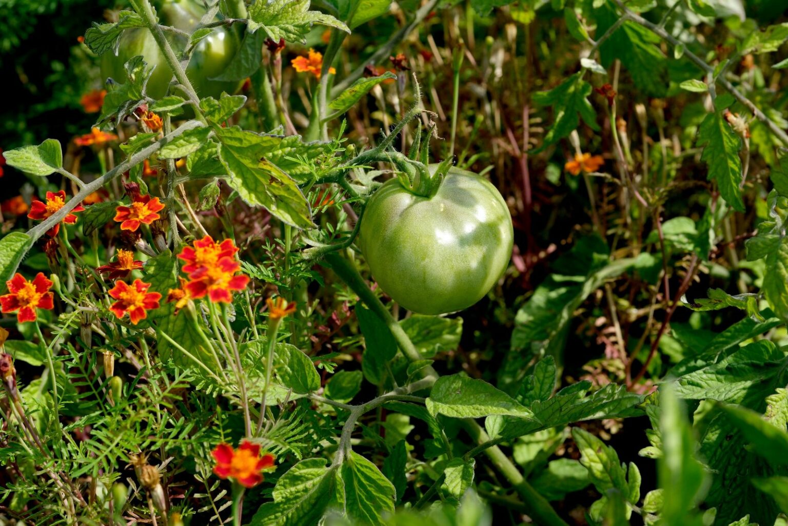 Grow These Plants Under Tomatoes For Stronger Vines In Your Texas Garden