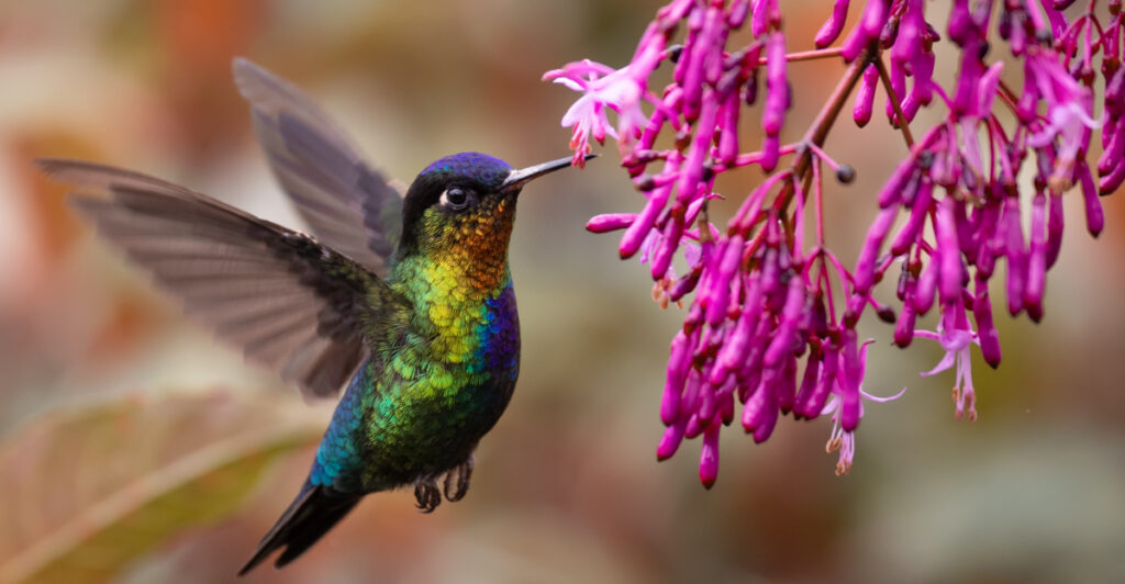 How To Bring Back Hummingbirds To Your California Garden This Spring