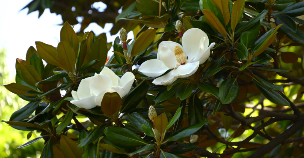 How To Choose The Right Magnolia For Your Georgia Garden
