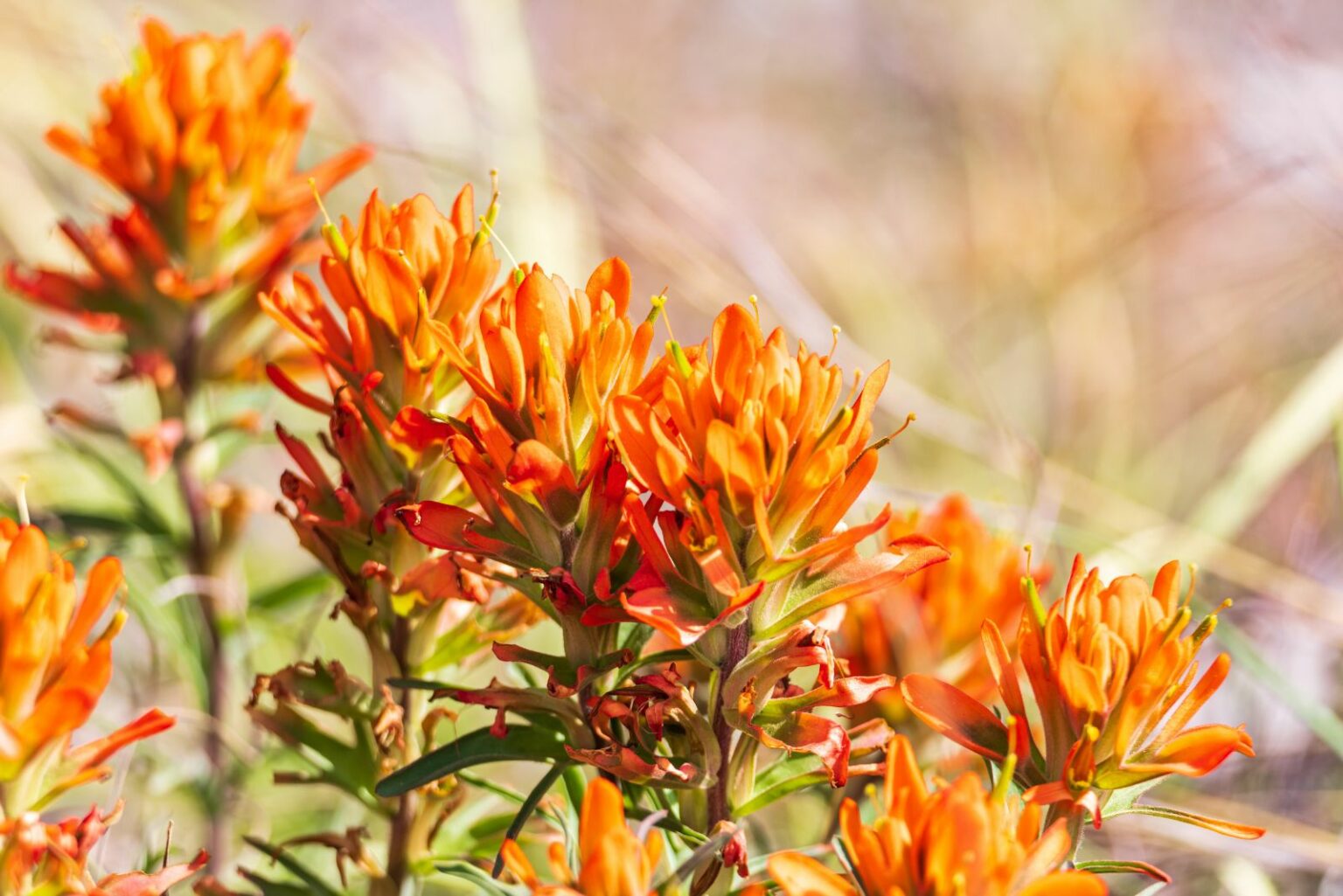 How To Plant And Care For These Native Texas Wildflowers