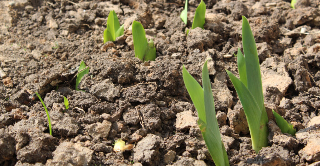 How To Prevent Pre-Chilled Bulbs From Sprouting Too Soon In Arizona