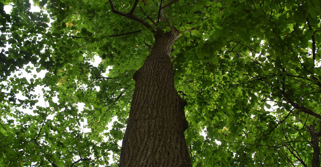Plant These 6 Trees In February In Ohio And Shape Your Garden For Decades