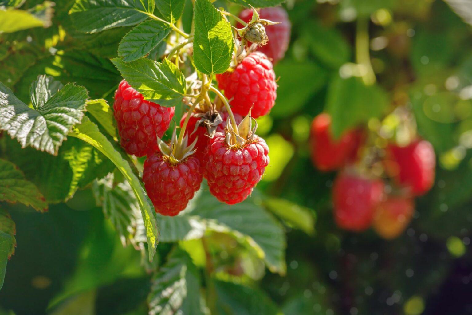 Plant These 7 Berry Plants Before March In Texas