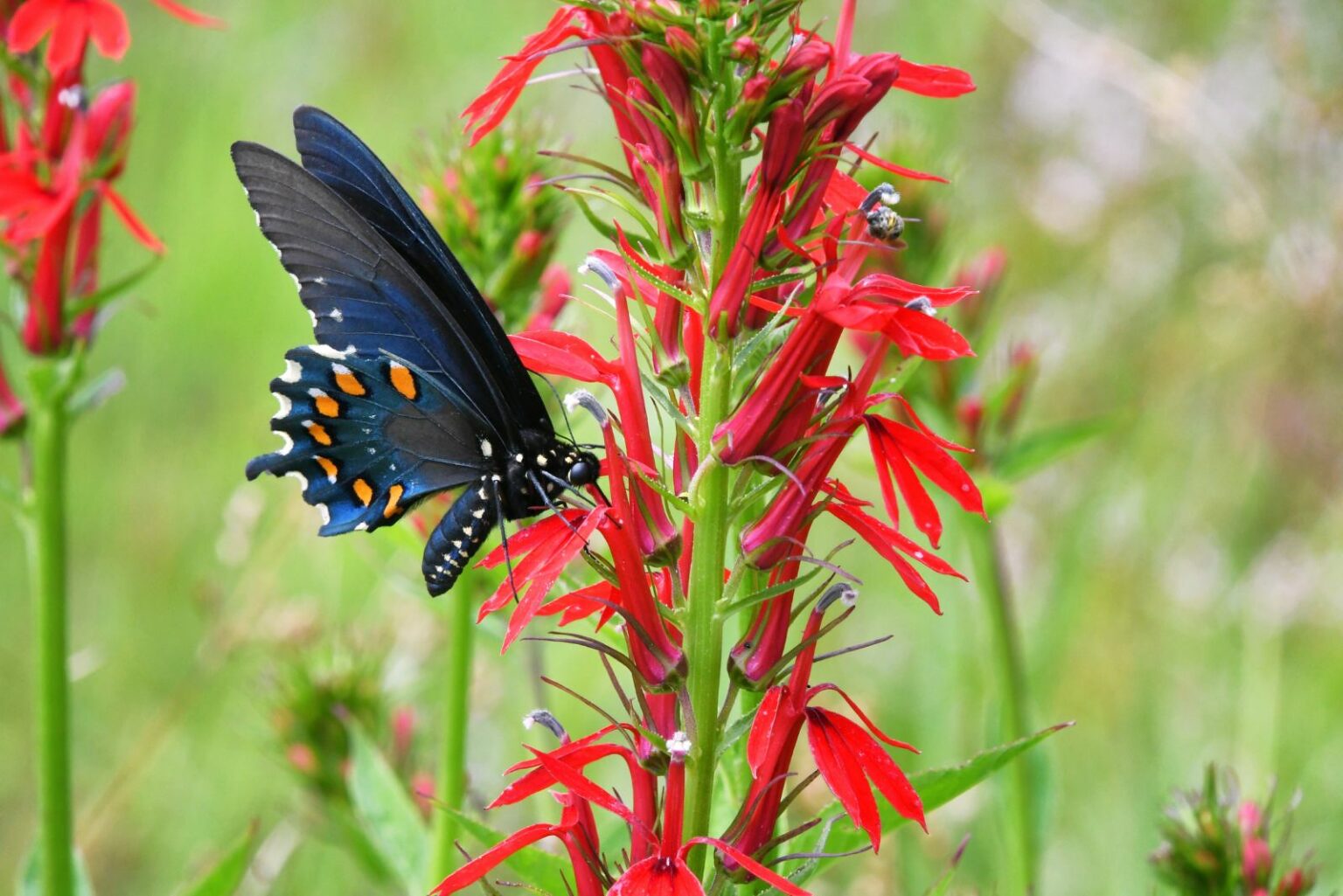 Plant These 7 Red Perennials In Pennsylvania Once And Enjoy Them Forever