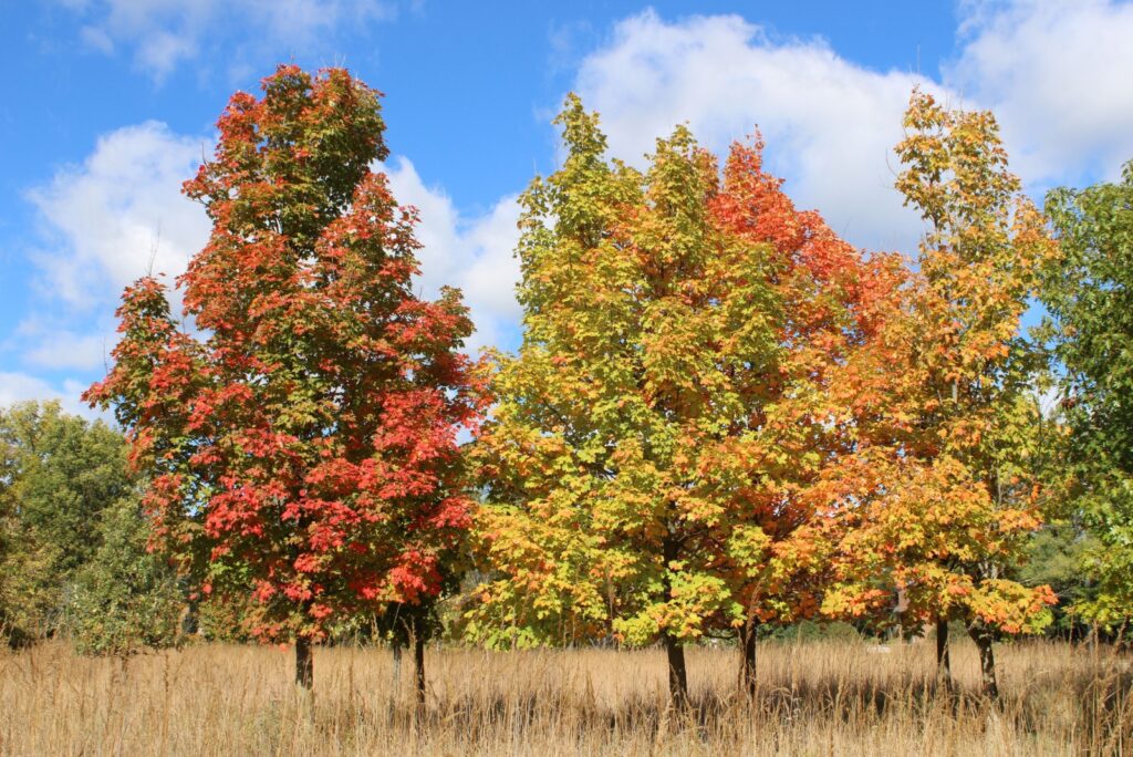 Plant These 8 Trees In February To Shape Your Michigan Garden For Decades