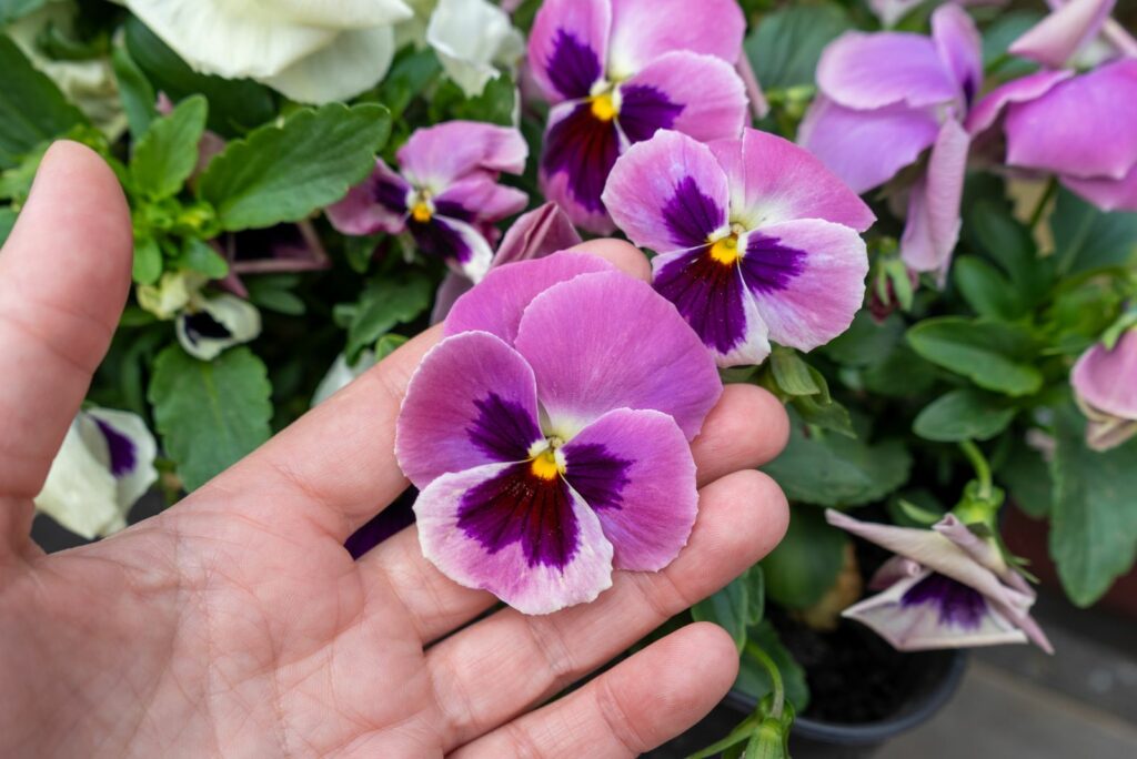 Plant This Flower In Early Spring For Stunning Bloom In Your ...