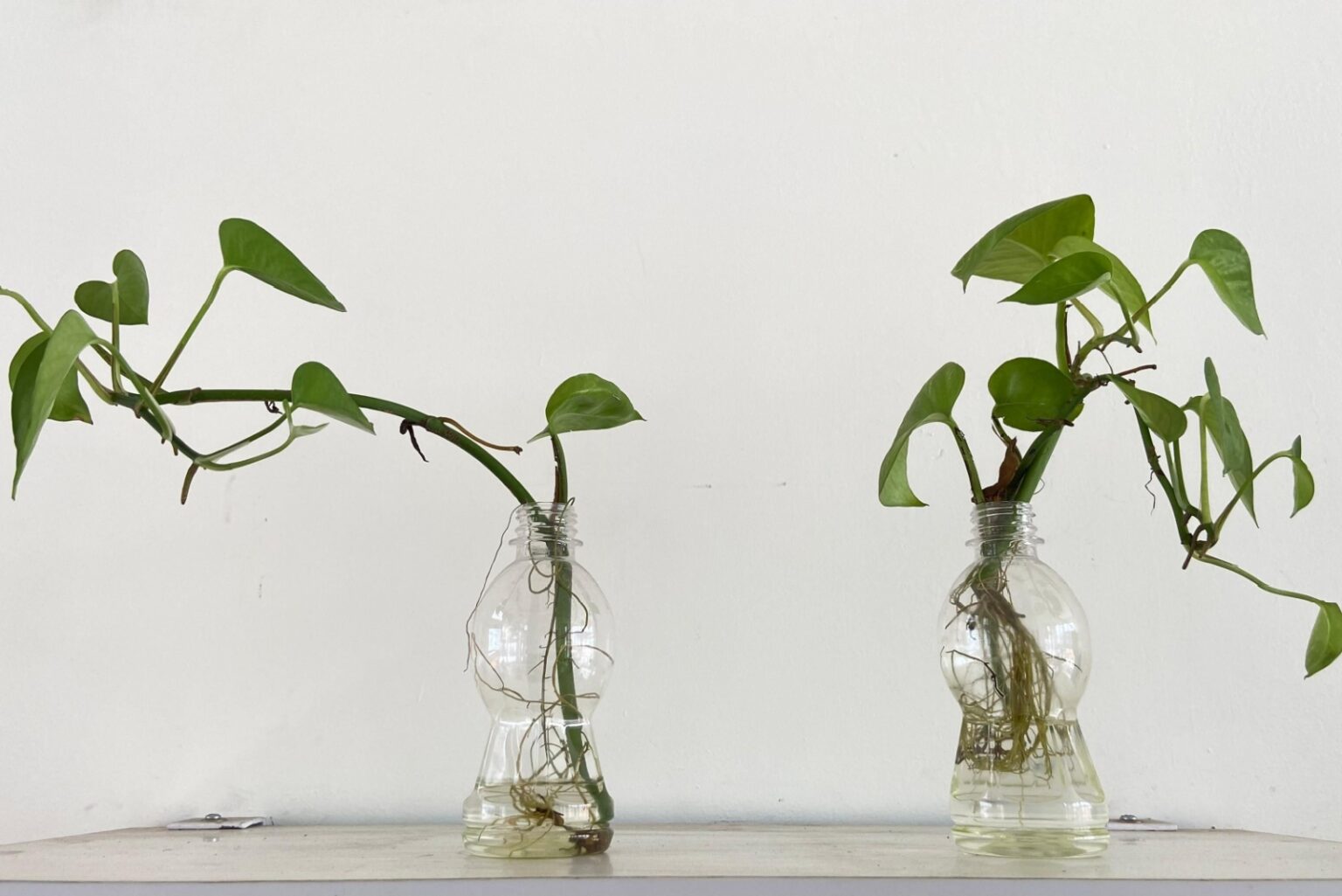 Plants That Grow And Bloom In Water Perfect For North Carolina Homes
