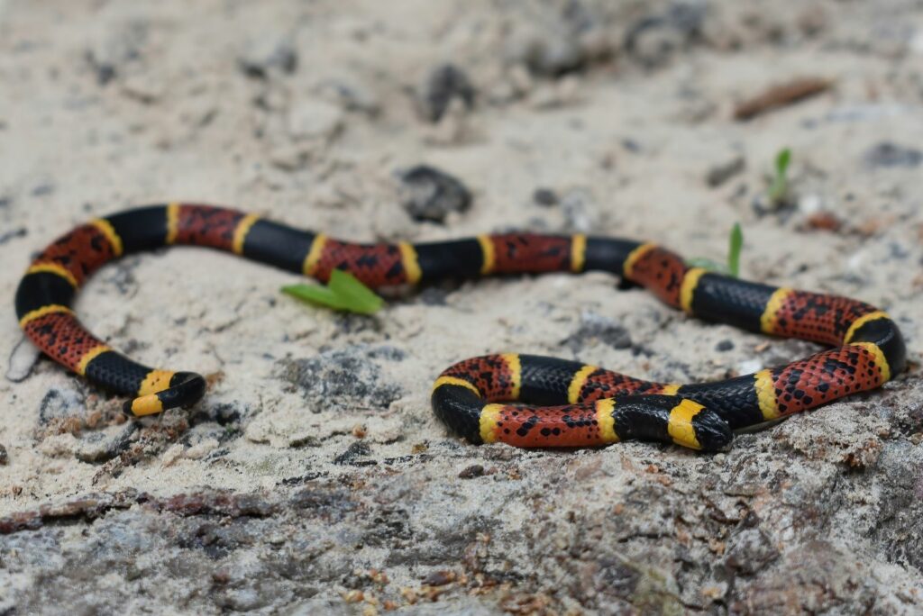 Snakes Texas Homeowners Often Mistake For Harmless Ones