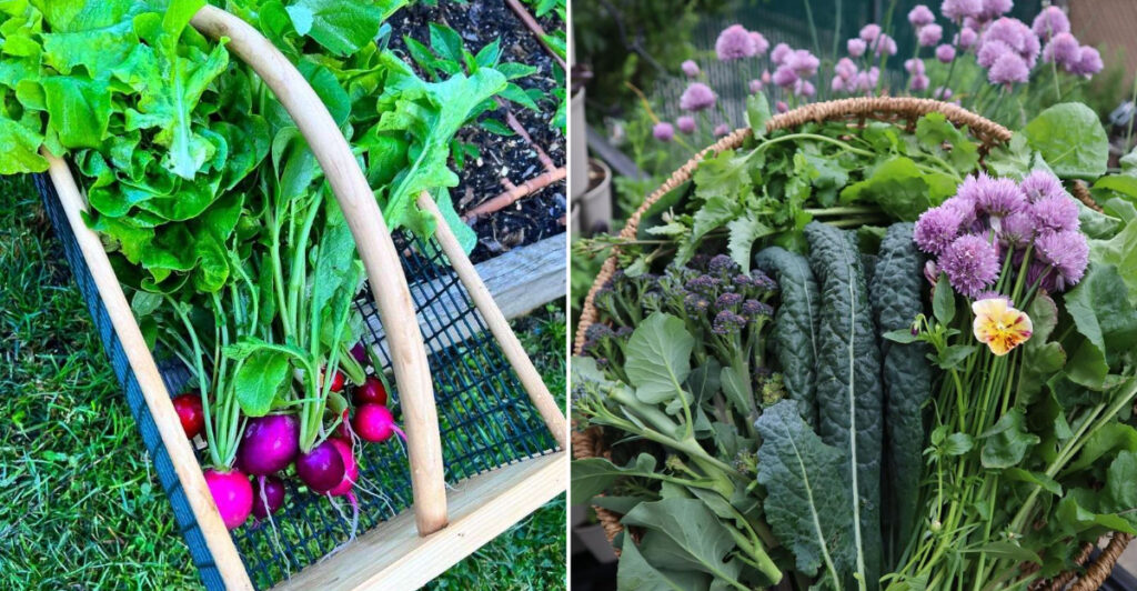 The 7 Best Companion Vegetable Pairs For Oregon Container Gardens