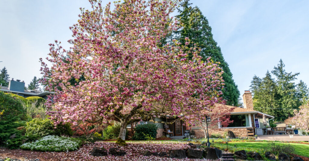 The 8 Fastest Growing Trees That Actually Survive Ohio Winters