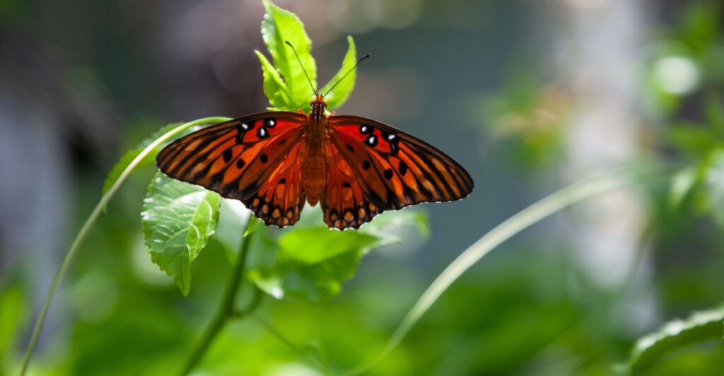 The 9 Best Host Plants To Attract Different Butterfly Species In Florida