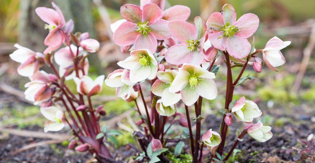 The Hellebore Pruning Mistakes Oregon Gardeners Make In February