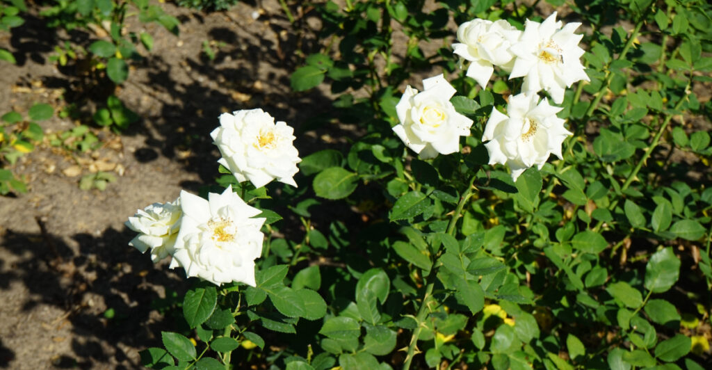 The Must-Do February Care That Helps Your Phoenix, Arizona Roses Thrive