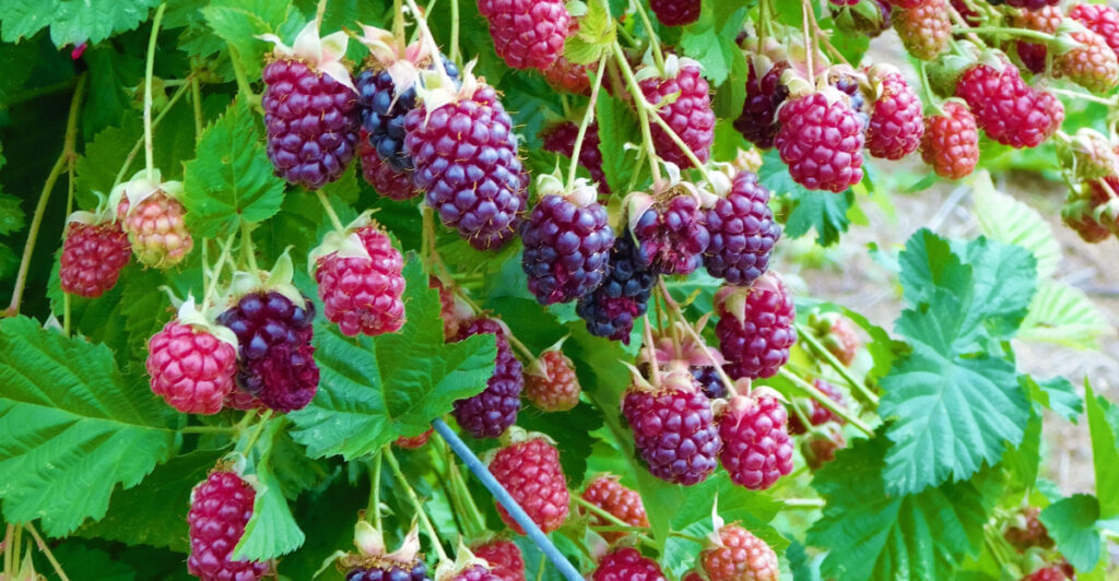 The One Berry Plant Western Oregon Gardeners Never Regret Planting