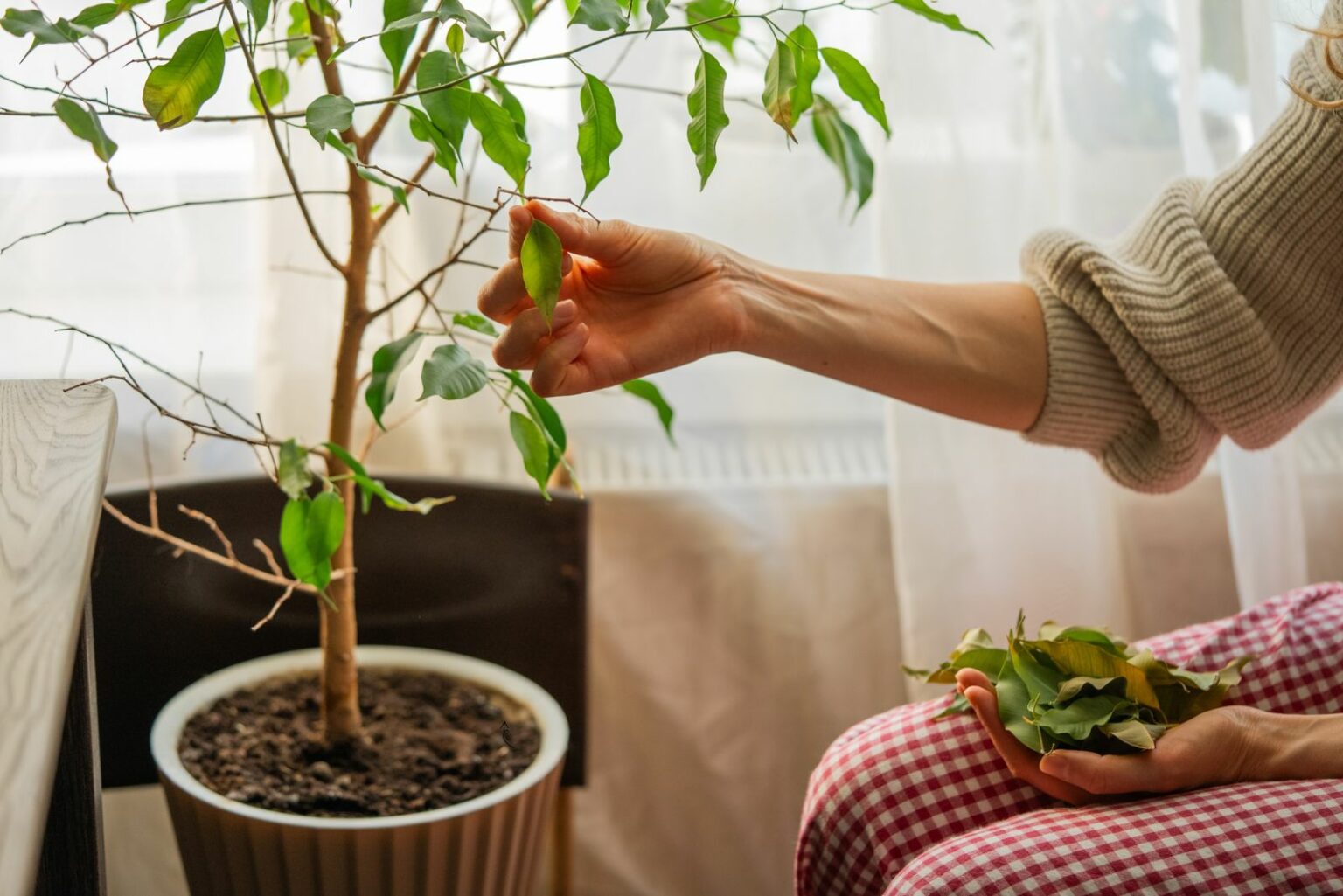 The Real Reasons Your Ficus Is Dropping Leaves This Winter In Texas