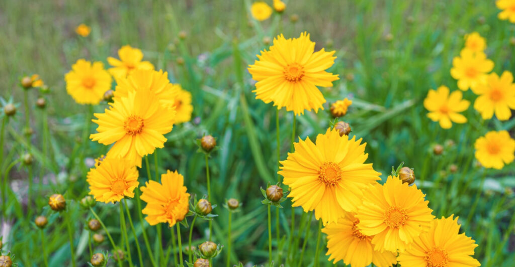 The Top 10 Native Perennials That Thrive In Full Sun In Central Florida
