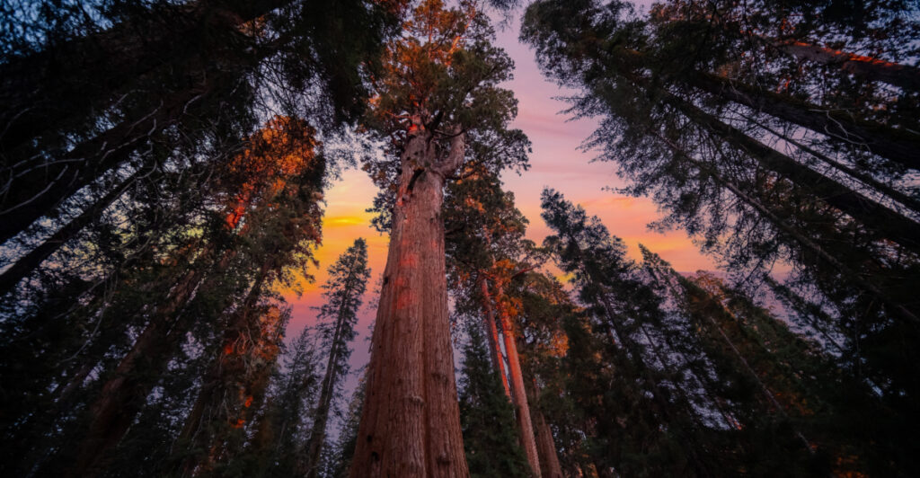 The Ultimate Road Trip To See California's Most Famous Trees