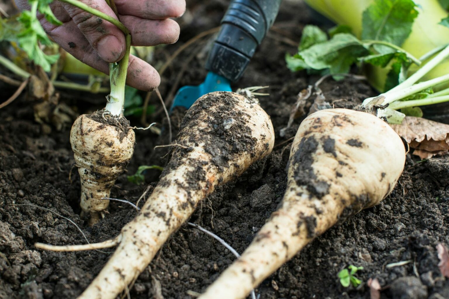 The Worst Vegetables To Plant In Michigan Garden Beds