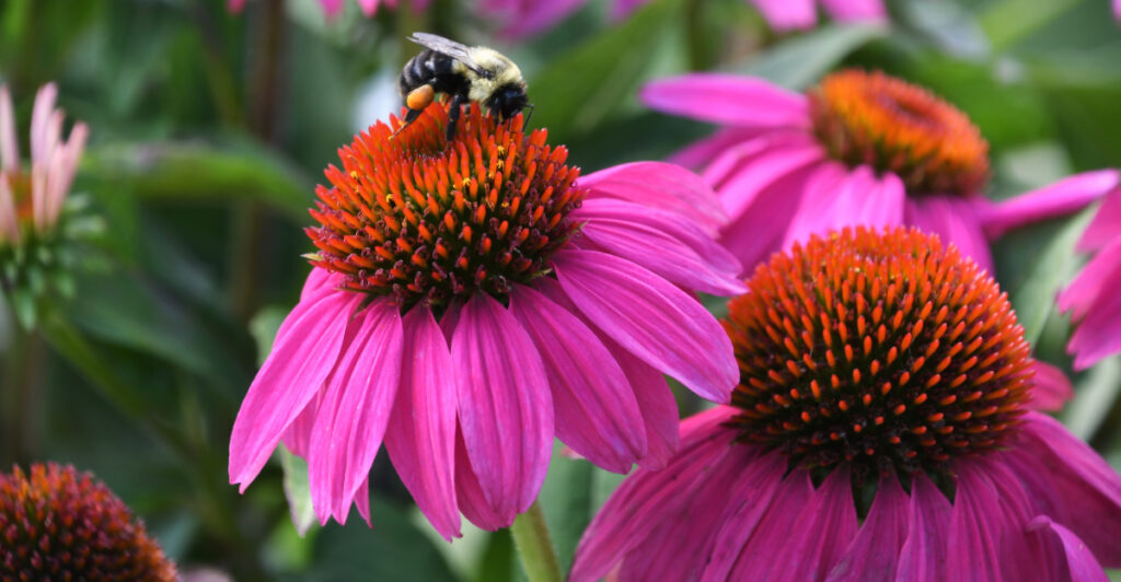 These 9 Blooms Keep Bees Coming Back To Your Georgia Garden