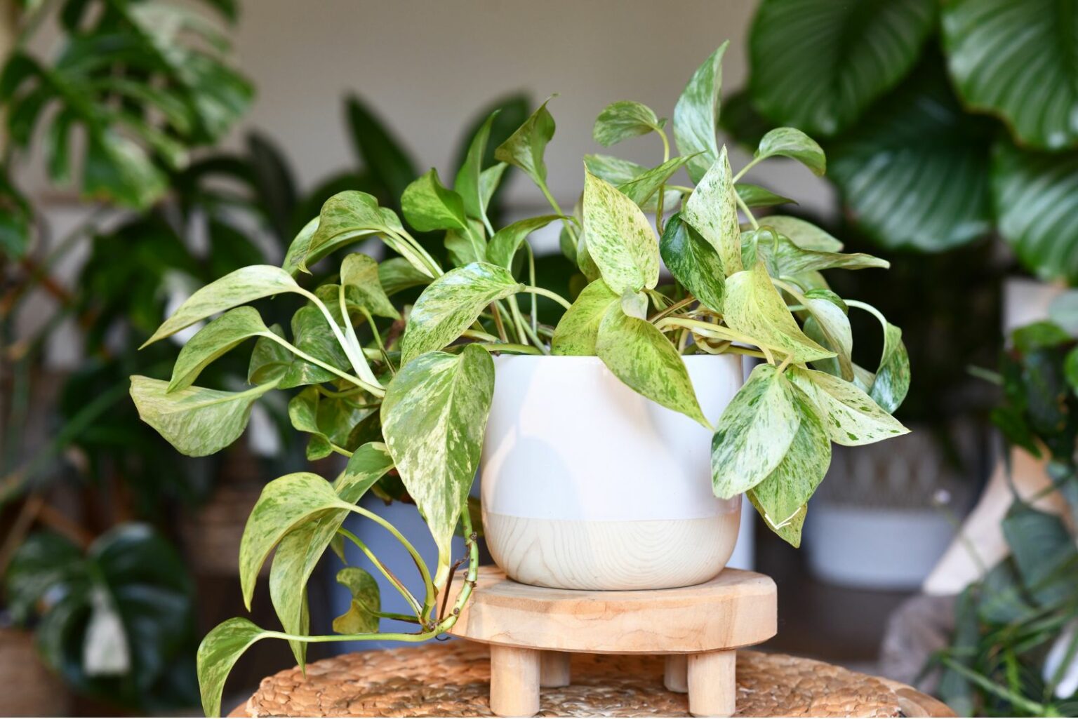 These Are The Best Low-Maintenance Plants For Pennsylvania Homes During ...