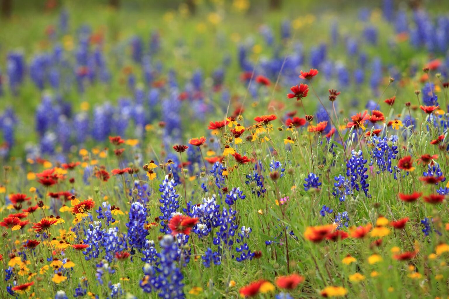 These Are The Best Texas Lawn Alternatives For Low Water Use In 2026