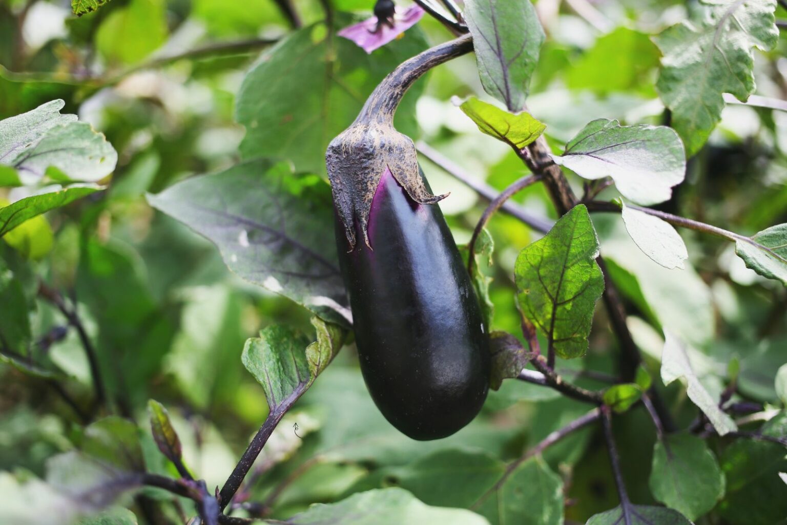 These Are The Worst Vegetables To Plant In Your Pennsylvania Garden Beds