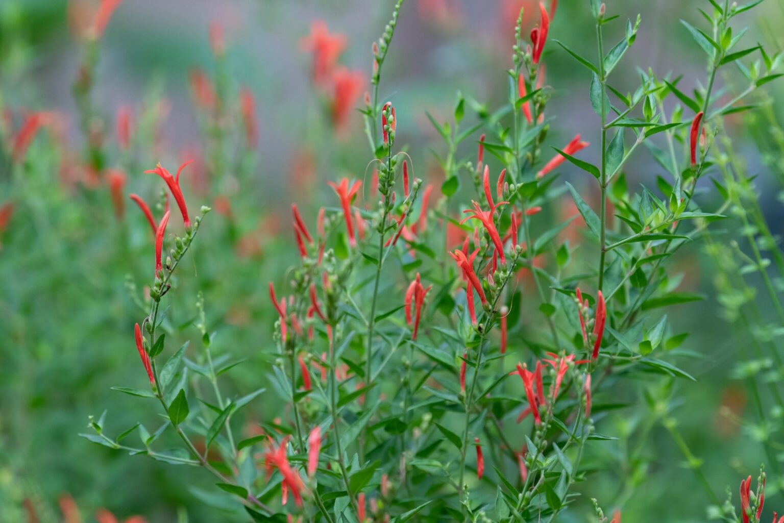 These Low-Maintenance Native Shrubs Are Perfect For Texas Front Yards ...