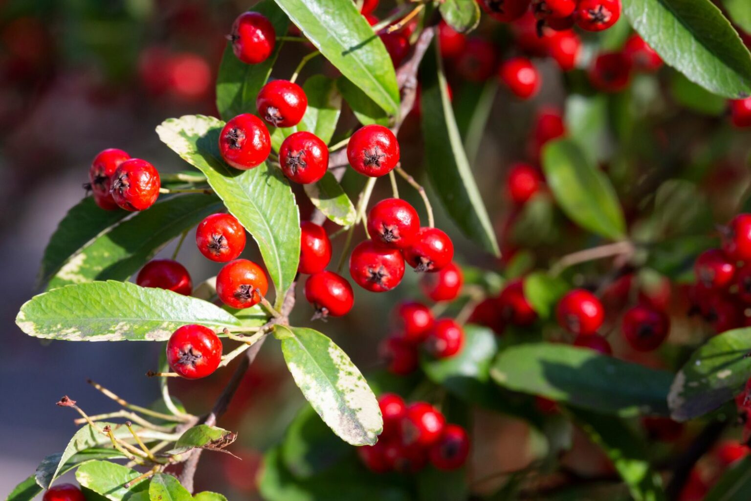 These Native Pennsylvania Shrubs Thrive In Front Yards When Planted In ...