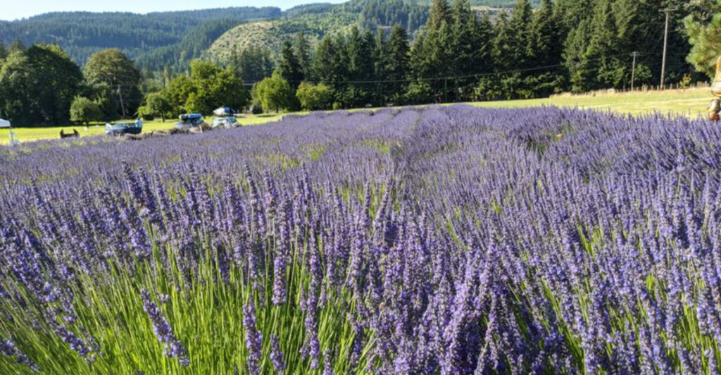 This Charming Lavender Farm Near Eugene Is Still A Hidden Gem In Oregon