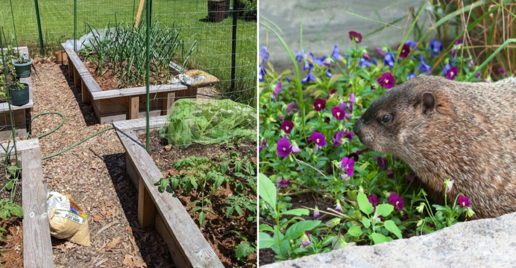 This Is How To Stop Gophers From Destroying Your California Garden