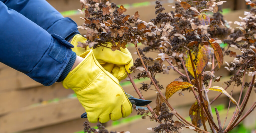 This Is The Right Time To Cut Cold Damaged Plants In Georgia