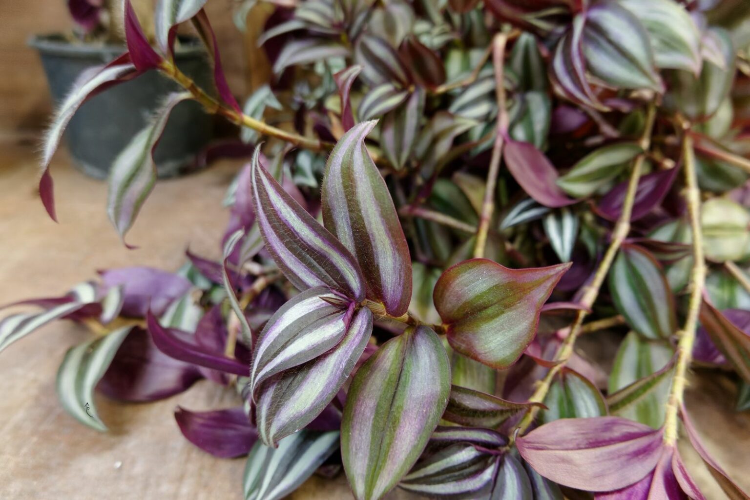7 Wandering Jew Companion Plants That Grow Well Together In Texas
