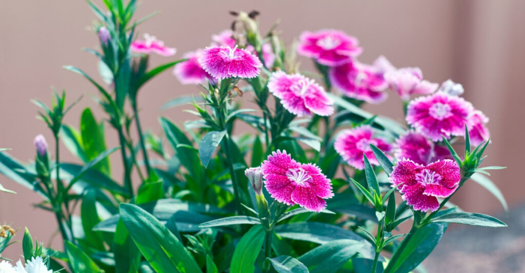 What To Plant In Late February In Florida That Can Handle One More Cold ...