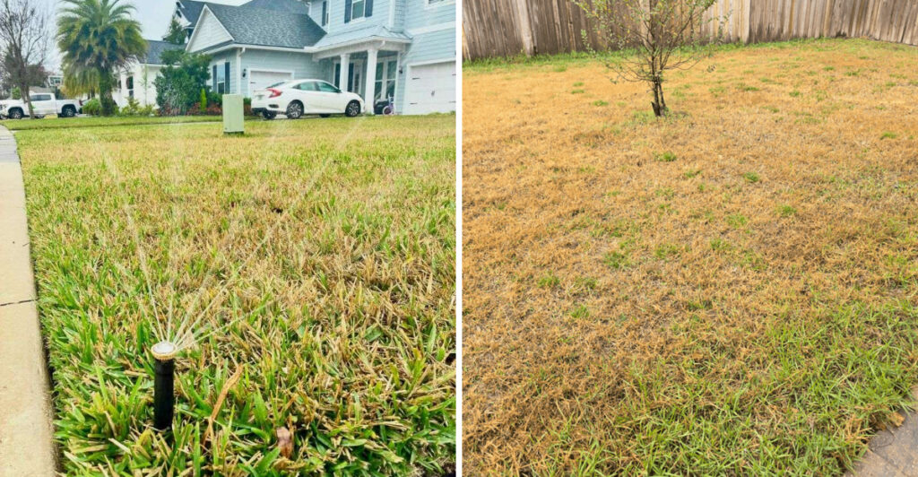 Why Florida Lawns Turn Yellow After Freeze (And What Not To Do In March)