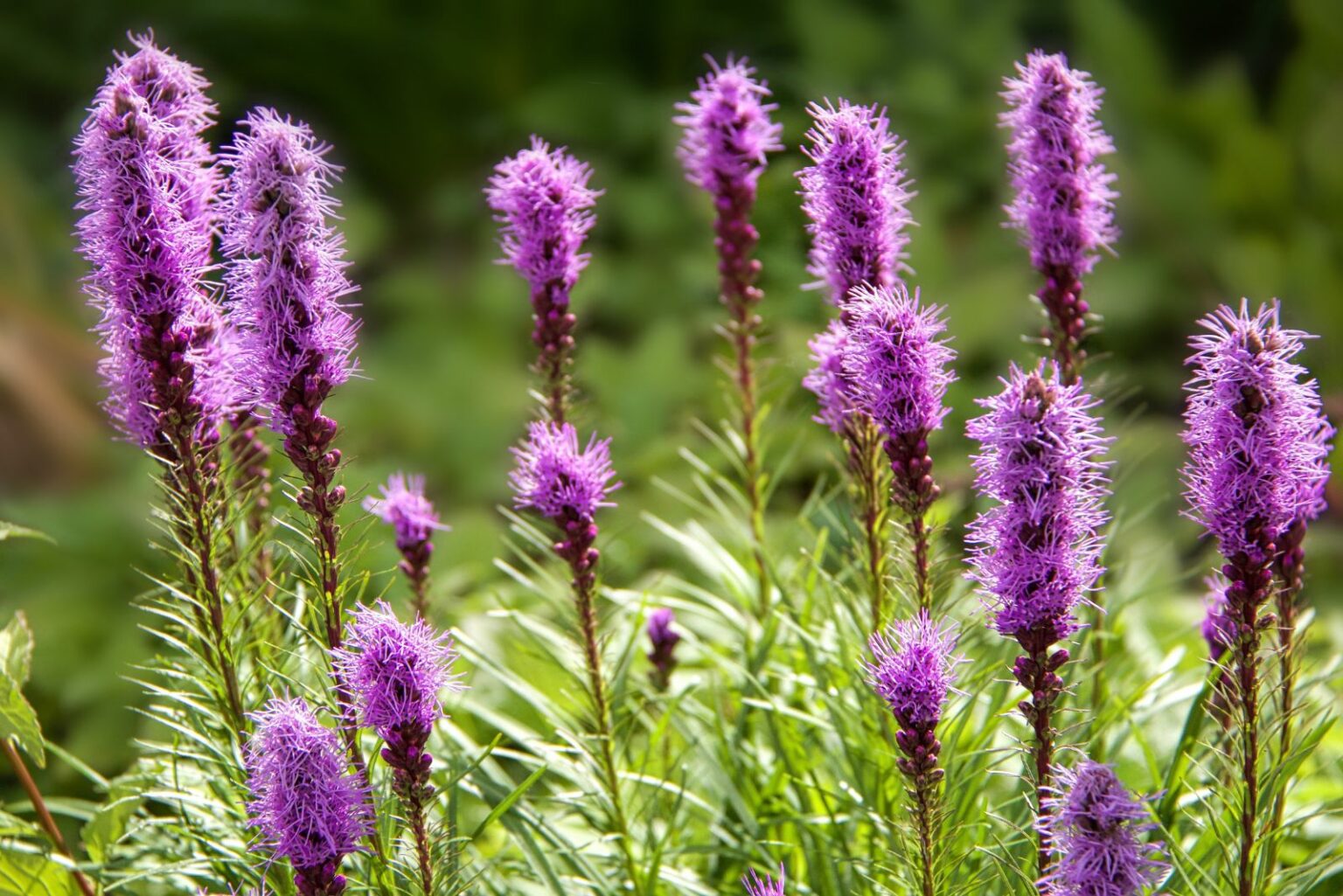 Why You Should Grow Blazing Star Along Your Fence In Pennsylvania This ...