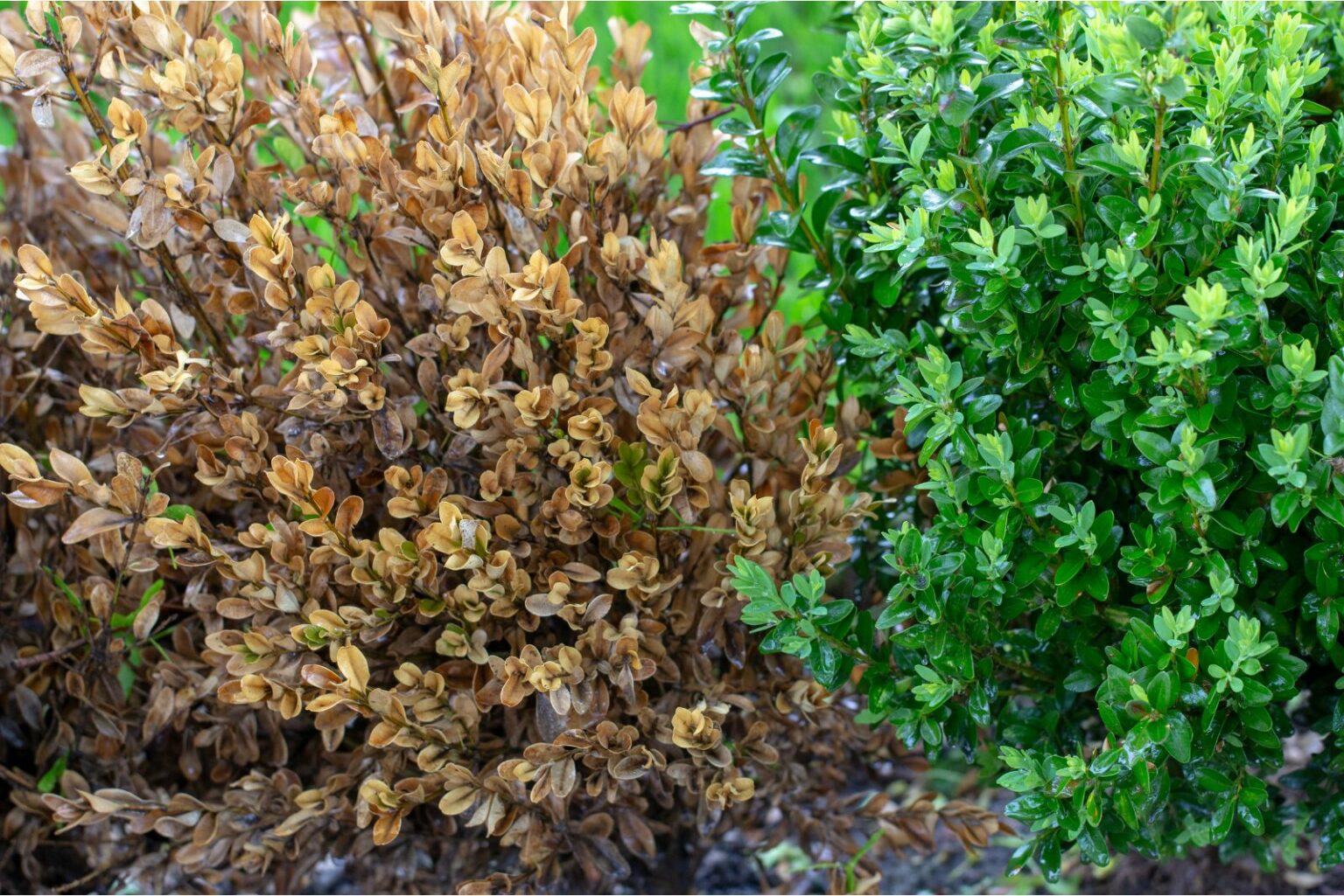 Why Your Boxwood Looks Brown In Pennsylvania Winter