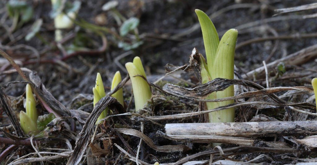 Why Your Spring Bulbs Are Popping Up Too Soon In Georgia (And What To ...