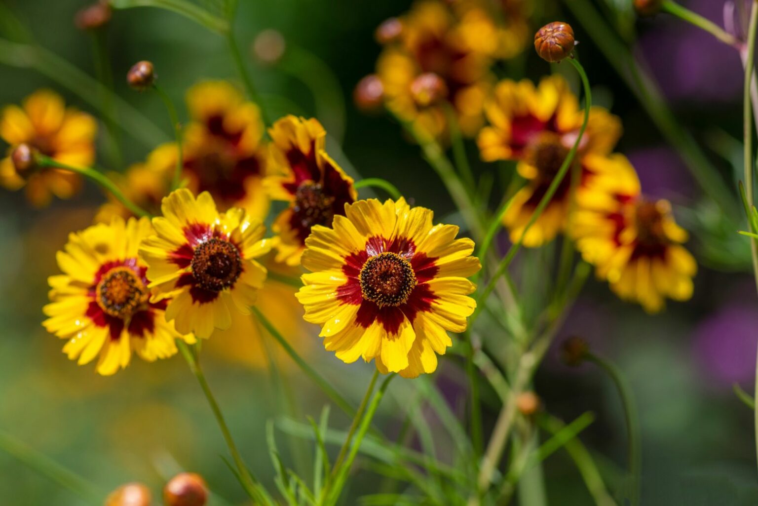 You Need These Low-Maintenance Flowers In Texas Garden In 2026
