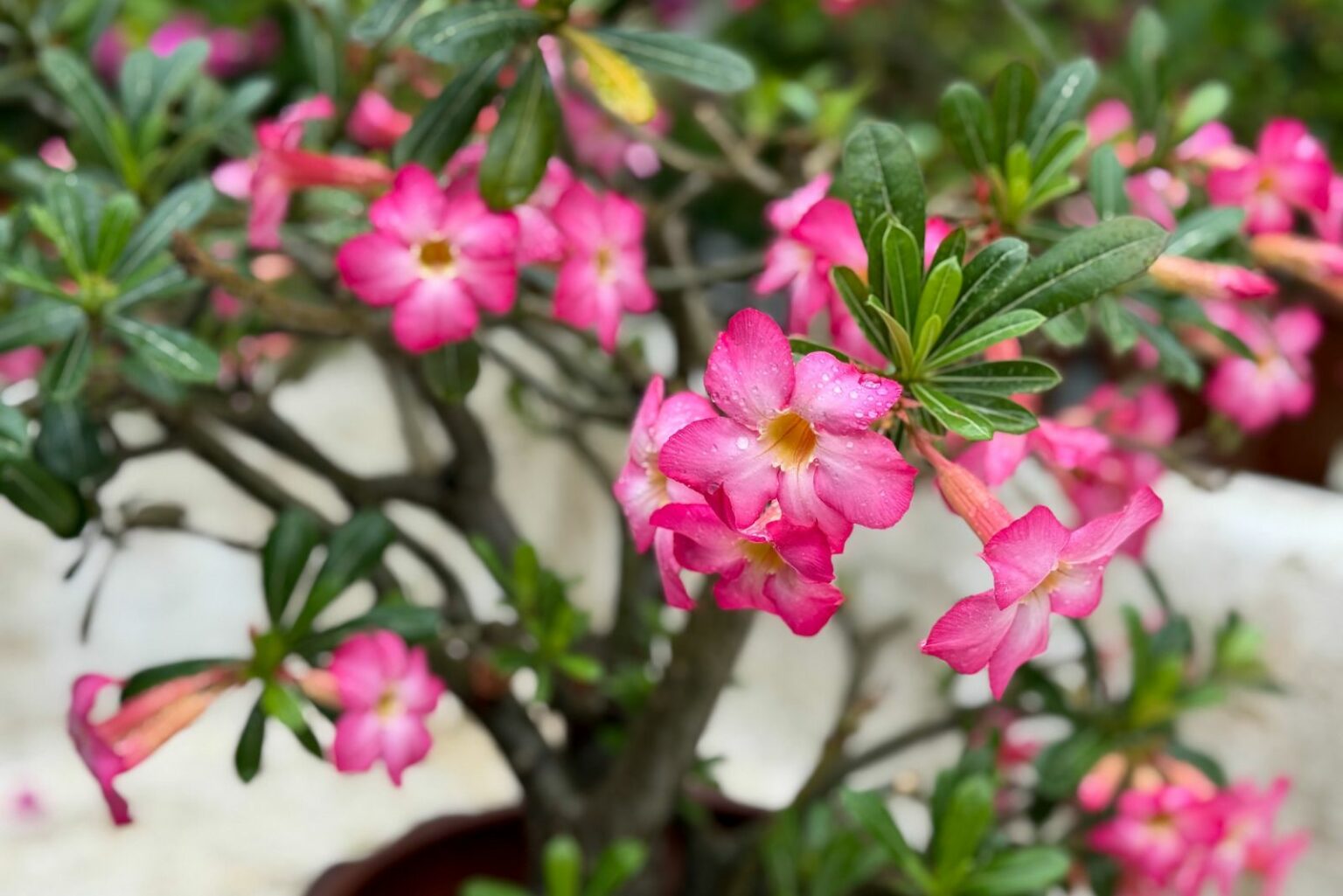 Your Go-To Guide For Growing Stunning Adenium Flowers In Texas