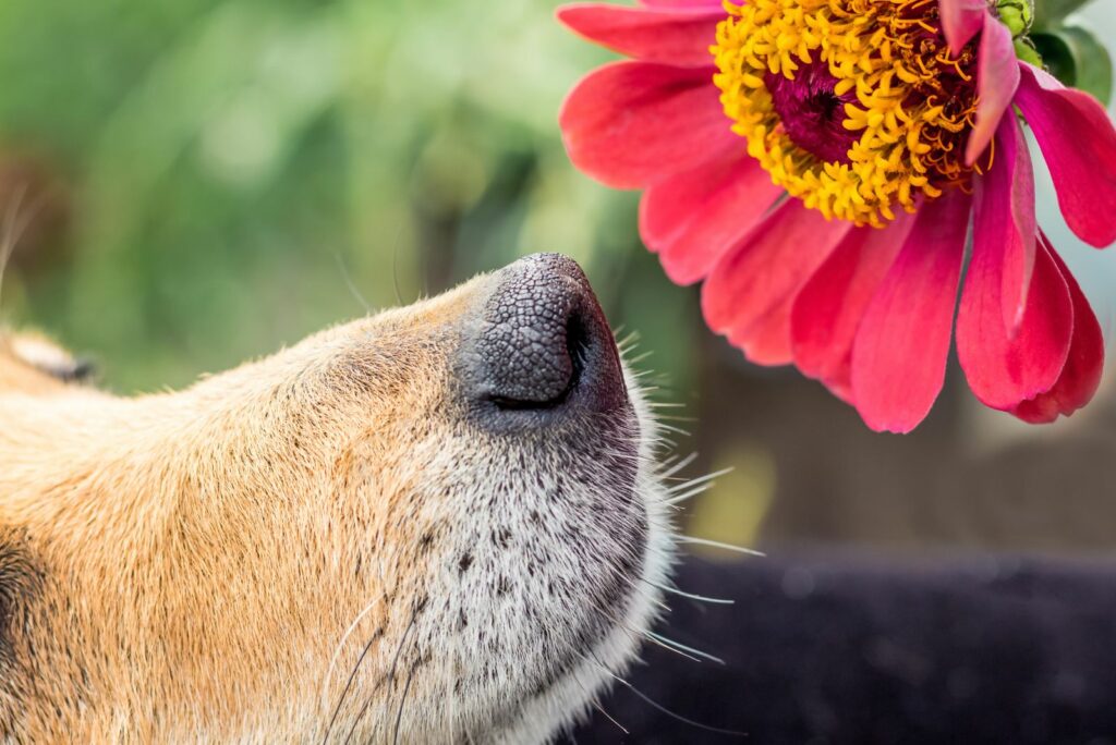 4 Texas Plants That Are Toxic For Dogs (Plus 3 Safe Alternatives)