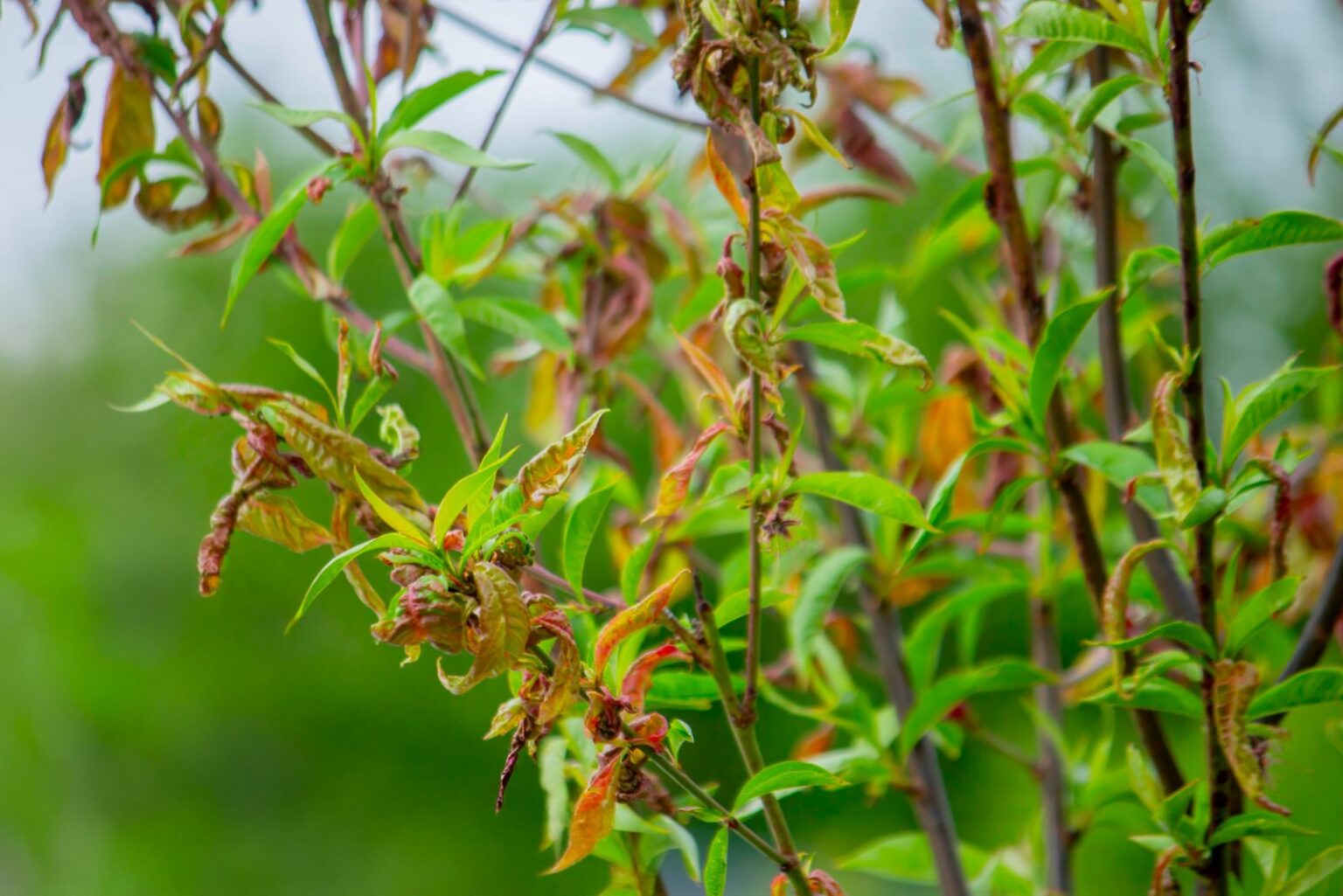 4 Trees That Struggle If Planted Too Early In Pennsylvania And 3 That ...