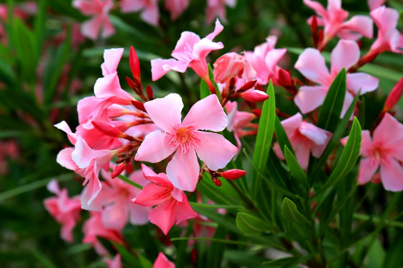 Oleanders In Texas