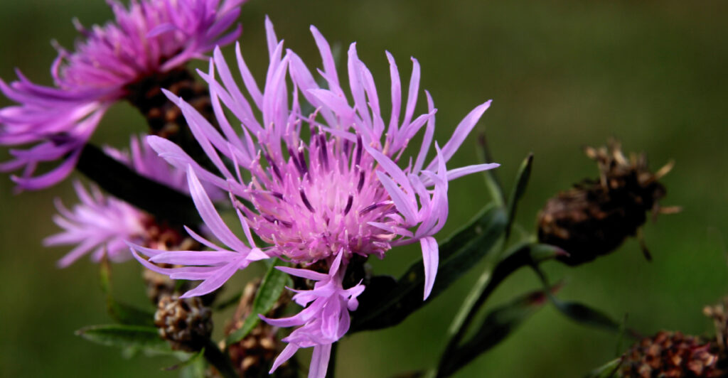 7 Invasive Plants Michigan Gardeners Should Avoid At All Costs