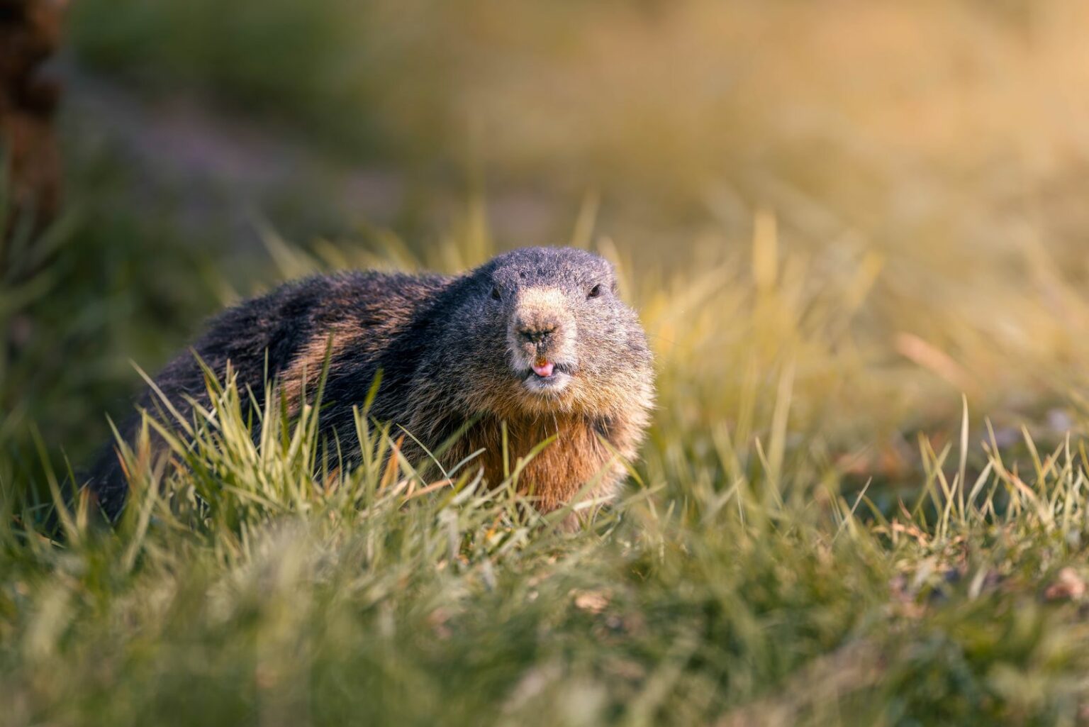 7 Strong-Smelling Plants In Pennsylvania That Repel Groundhogs Naturally