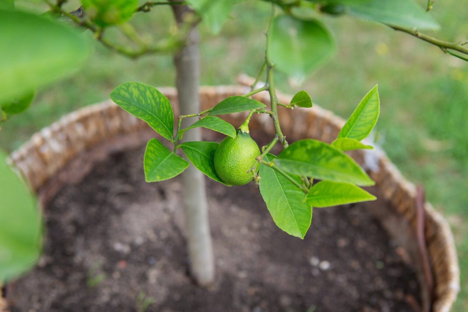 7 Tips For Growing Lemon Trees Successfully In Containers In Pennsylvania
